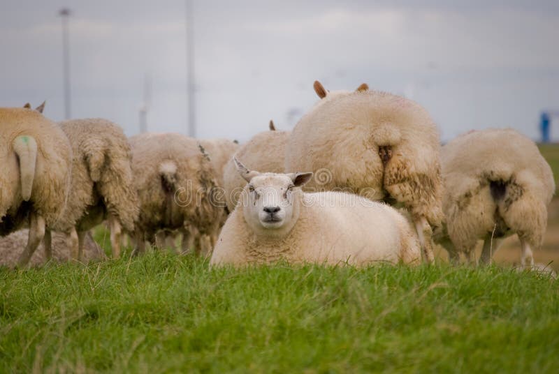 Lazy Sheep Left Behind Picture. Image: 3489646