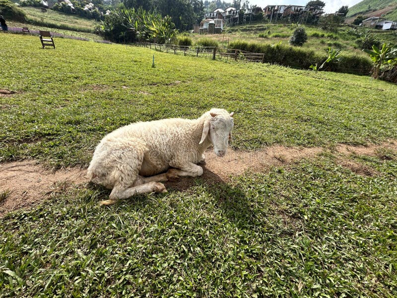 Lazy sheep stock image. Image of green, lazy, sunny - 336545193