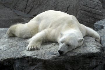 Lazy sleeping polar bear stock photo. Image of lying, coat - 8795884