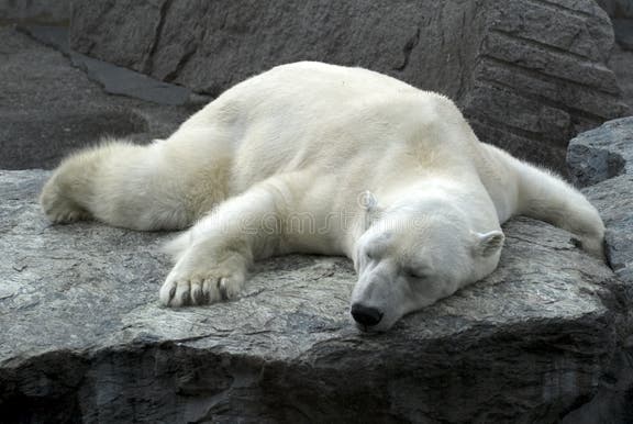 Lazy sleeping polar bear stock photo. Image of lying, coat - 8795884