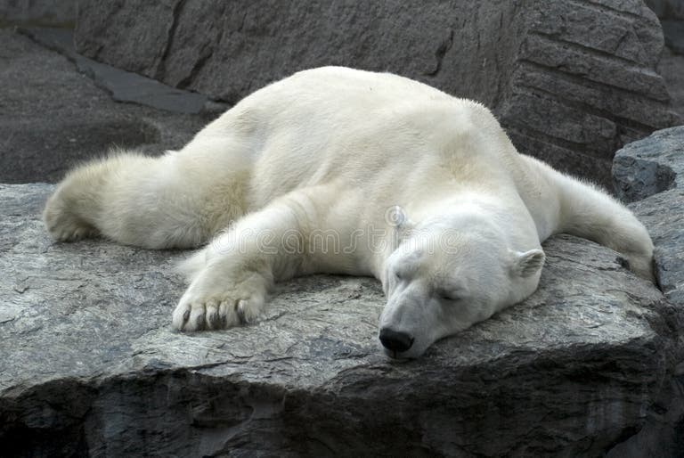 Lazy sleeping polar bear stock photo. Image of lying, coat - 8795884
