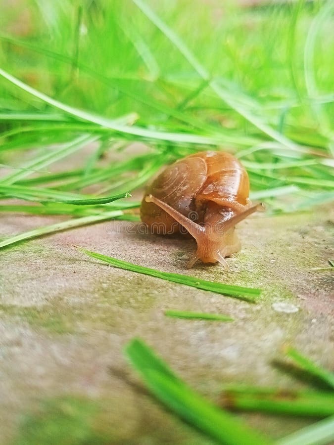 Lazy snail ðŸ Œ stock photo. Image of wildlife, animal - 252705900