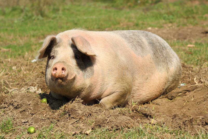 Big Fat Pig Lay Down Stock Photos - Free & Royalty-Free Stock Photos ...