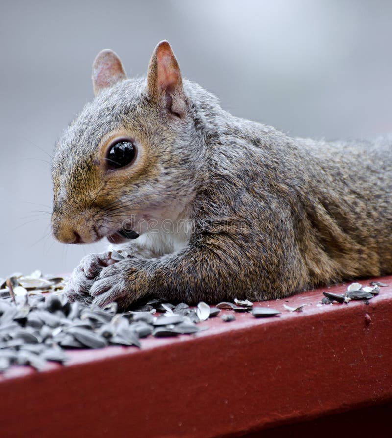 Lazy Squirrel stock image. Image of outdoors, mammal - 20233721