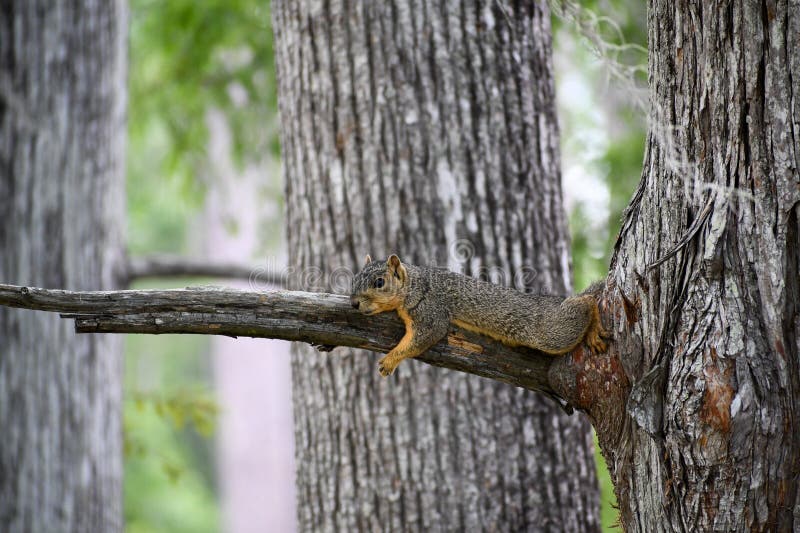 Lazy Squirrel Resting on Tree Branch Stock Image - Image of twig ...