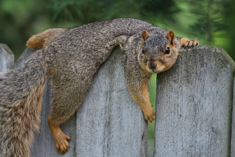 Lazy squirrel stock image. Image of green, stray, squirrel - 49001339