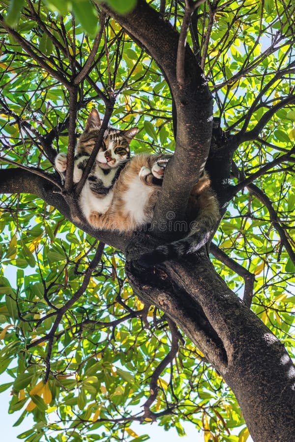 Lazy Stray Cat Sleeping on Tree Branch in Summer Stock Image - Image of ...