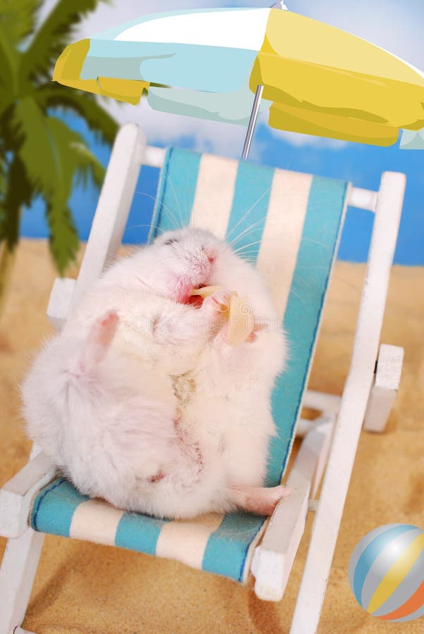 Lazy summer holidays stock photo. Image of lazy, deckchair - 30357004
