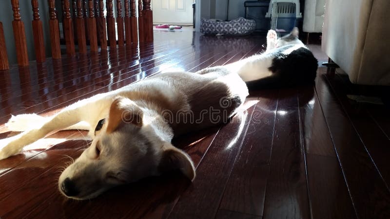 Lazy Sunday sunny naps stock image. Image of naps, lazy - 65267687