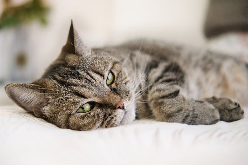 Lazy Tabby Grey Cat Sleeping on the Bed. Stock Photo - Image of head ...