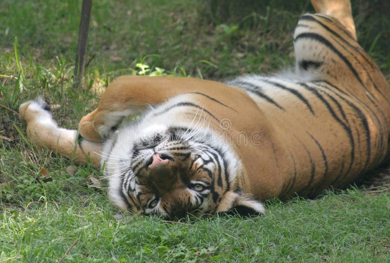 Lazy tiger stock photo. Image of india, tiger, felidae - 14063618
