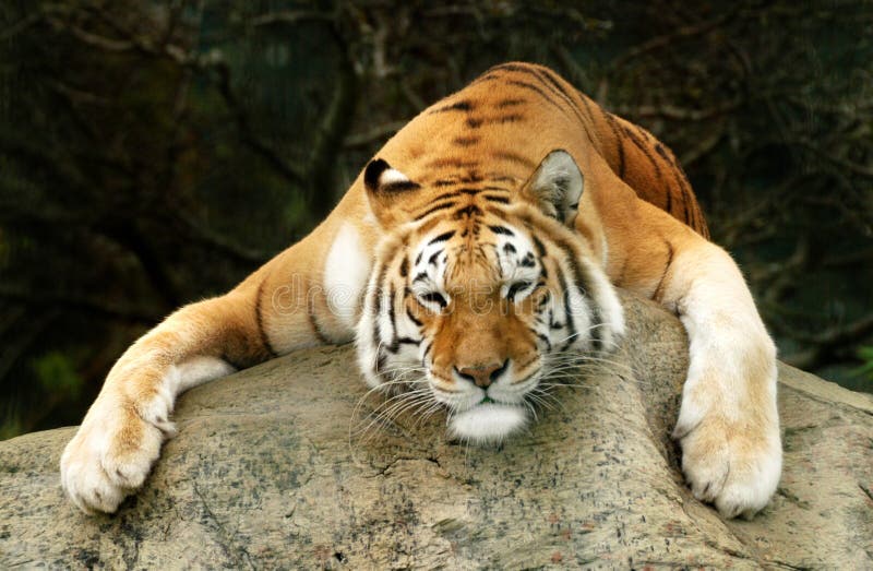 Lazy Tiger stock image. Image of orange, feline, bengal - 973675