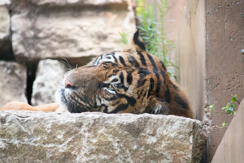 Lazy Tiger stock photo. Image of carnivore, animal, tigress - 44864374