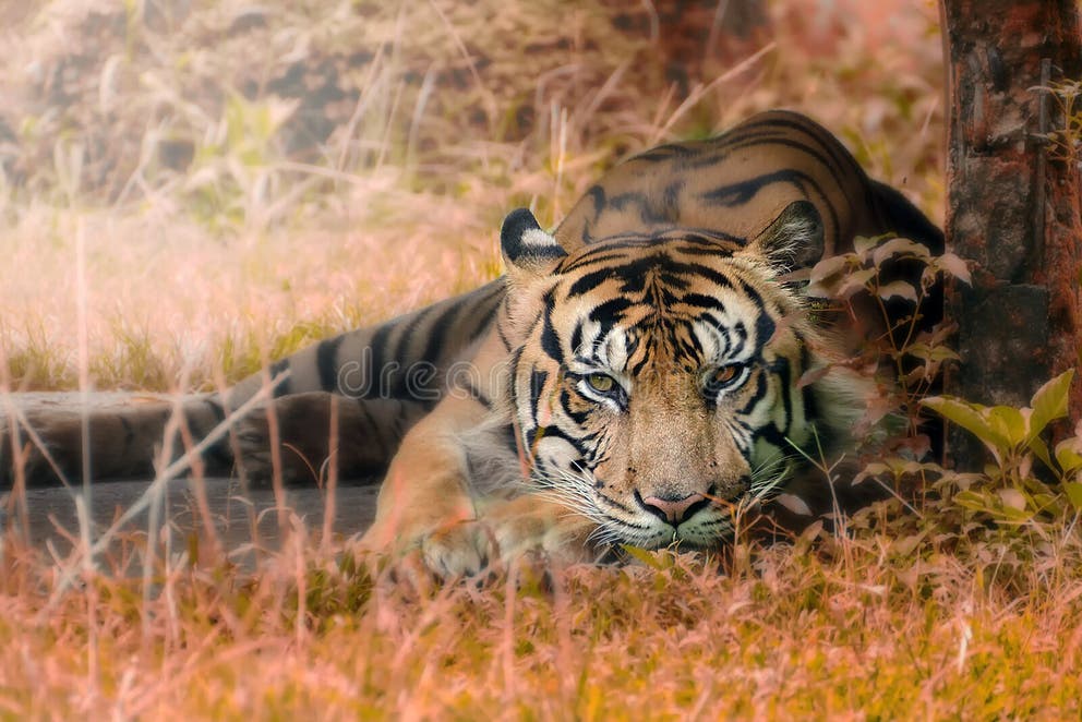 Lazy tiger stock photo. Image of dangerous, tiger, animals - 95982366