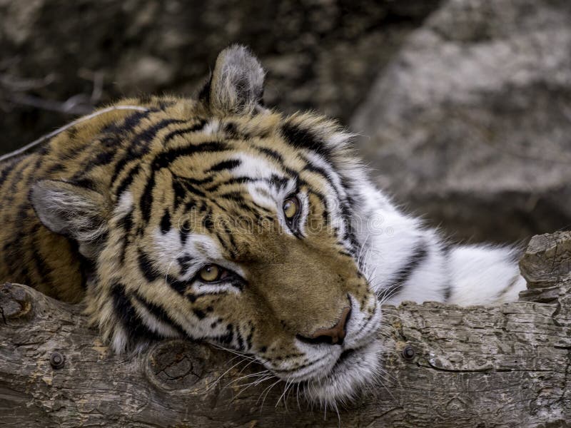 Lazy Tiger stock image. Image of orange, feline, bengal - 973675
