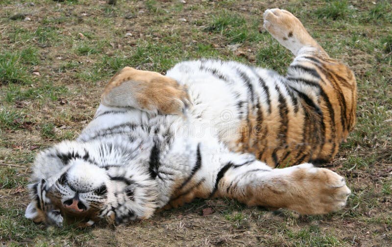 Lazy Tiger stock image. Image of orange, feline, bengal - 973675
