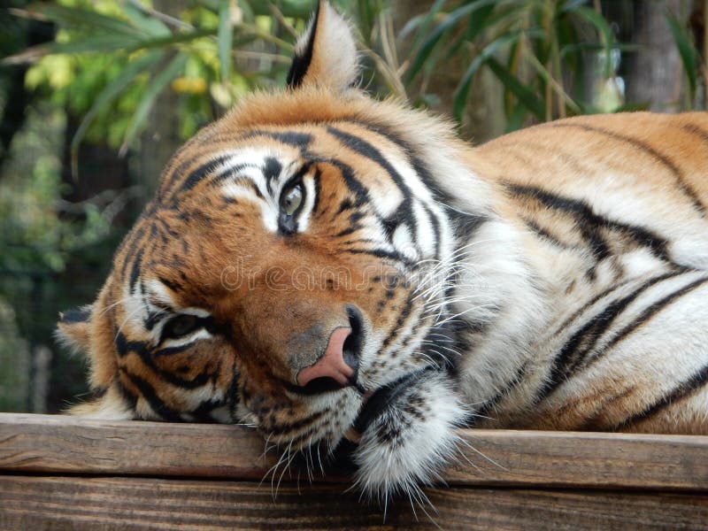 Lazy Tiger stock image. Image of orange, feline, bengal - 973675
