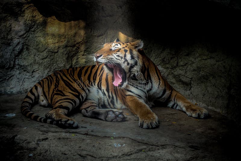 Lazy Tiger stock photo. Image of india, jungle, fauna - 38523636