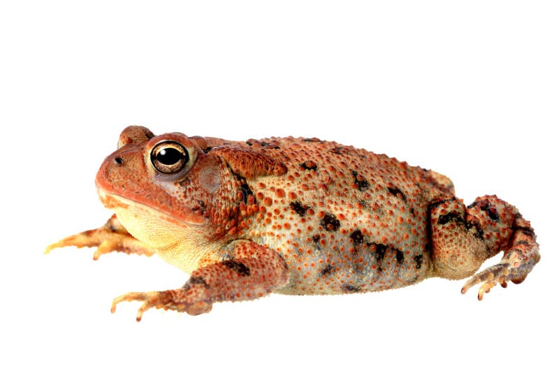 Toad Isolated on White stock photo. Image of nature, indoor - 48307428