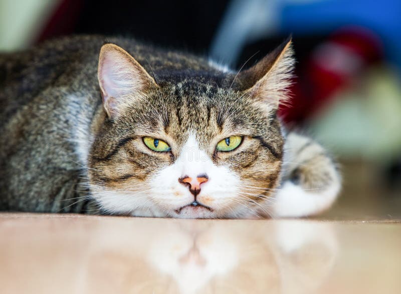 Lazy tomcat stock photo. Image of gray, mammal, stripes - 23300664