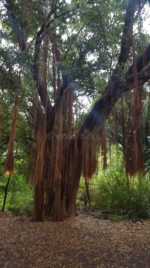 Lazy tree stock photo. Image of autumn, fall, tree, lazy - 165864478