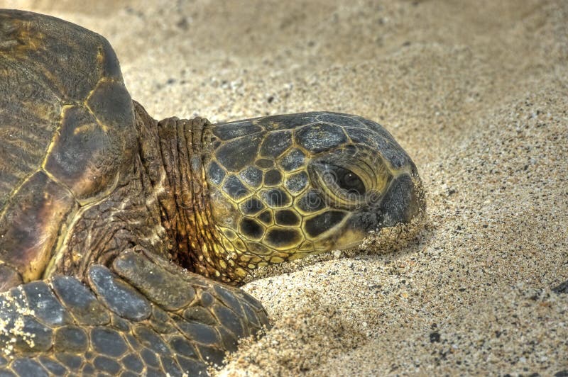 Lazy turtle on the sand. stock photo. Image of beauty - 12493586