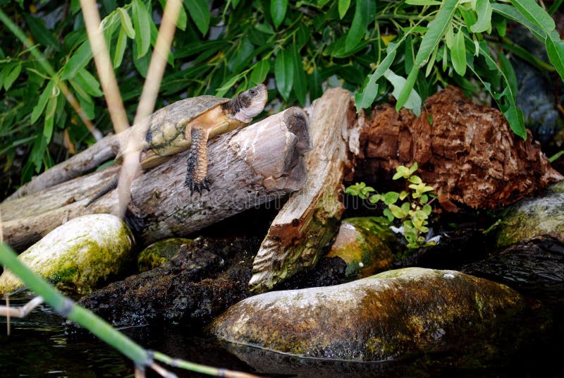 Lazy Turtle stock photo. Image of laziness, sleepy, napping - 994460