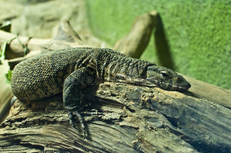 Lazy varan stock photo. Image of green, animal, indonesia - 11973204