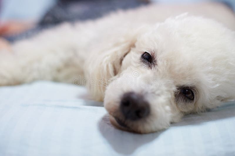 Lazy white poodle dog stock image. Image of beautiful - 91421797