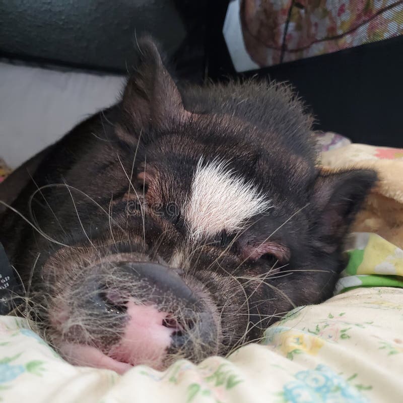 Lazy Pig Stock Photos - Download 539 Royalty Free Photos