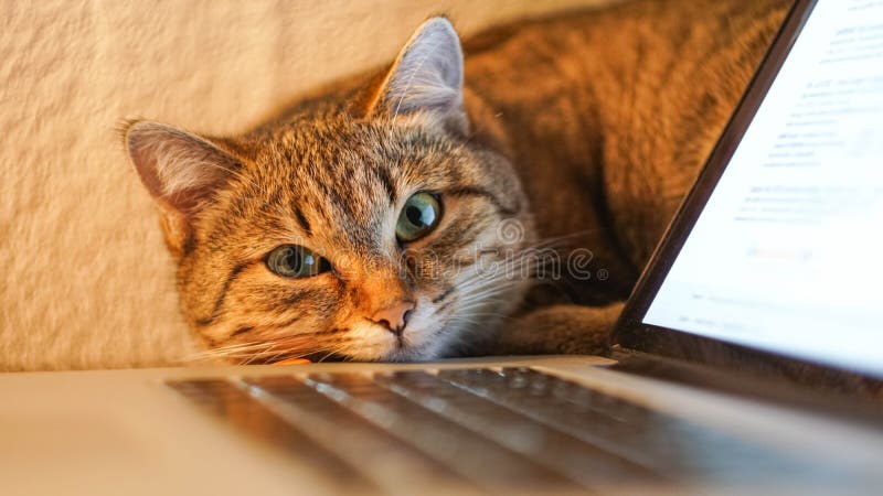 Lazy on Work Concept - Cat Near a Laptop and Office Tools Stock Photo ...