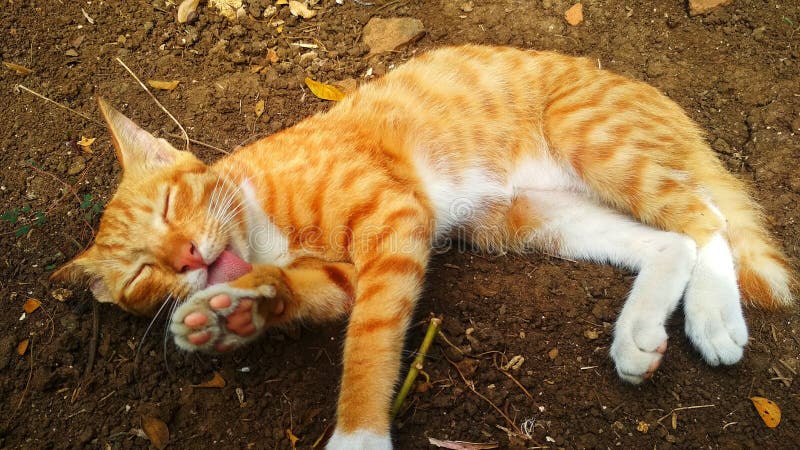 Lazy yellow cat stock image. Image of lazy, yellow, cute - 187703385