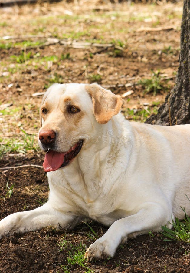Lazy Yellow Lab stock photo. Image of outdoor, laying - 40145496