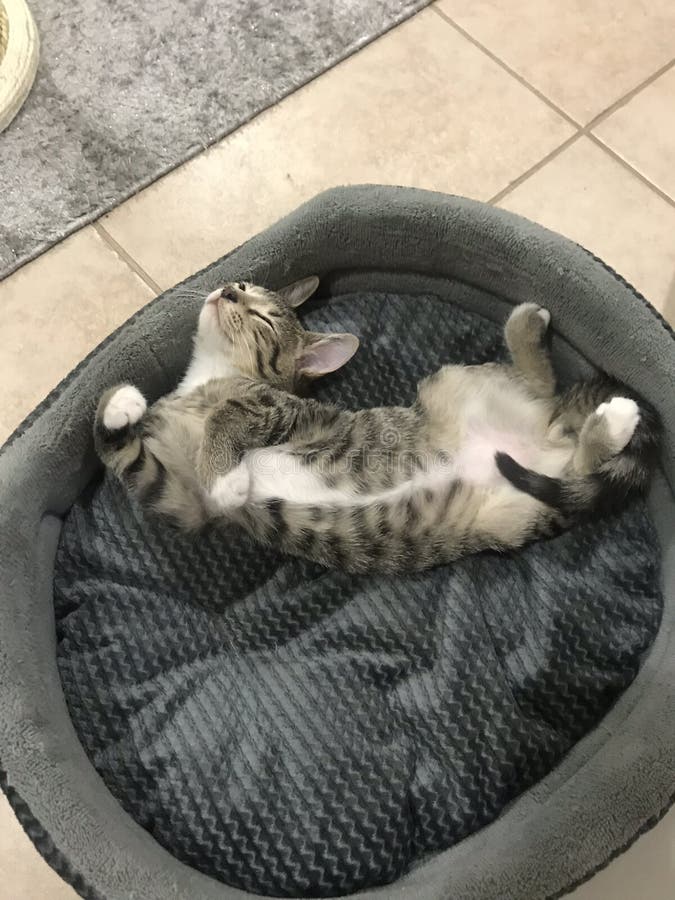 Lazycat Cat Naps Sleepytime Stock Photo - Image of whiskers, wildlife ...