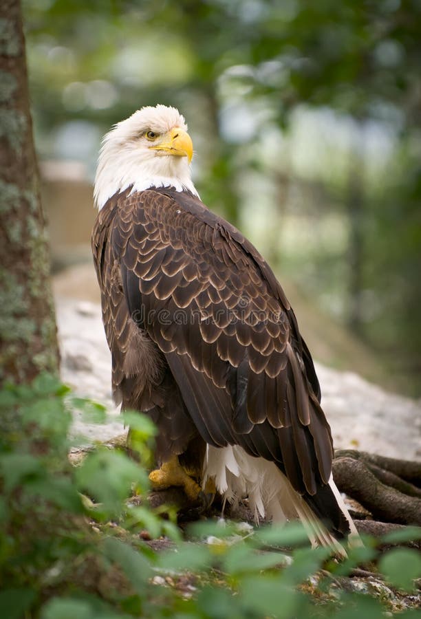 LBird Wildlife American Bald Eage Predator Stock Photo - Image of ...