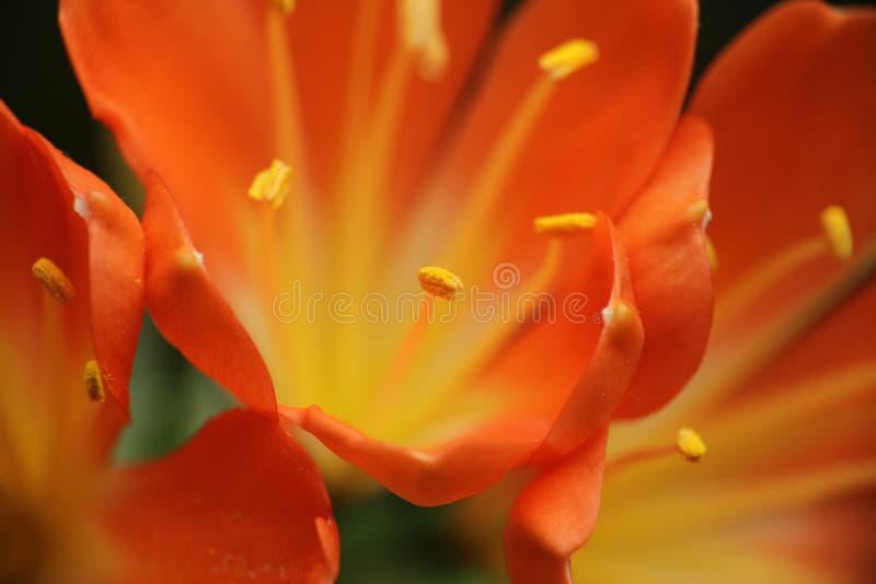 232 Microspur Stock Photos - Free & Royalty-Free Stock Photos from ...