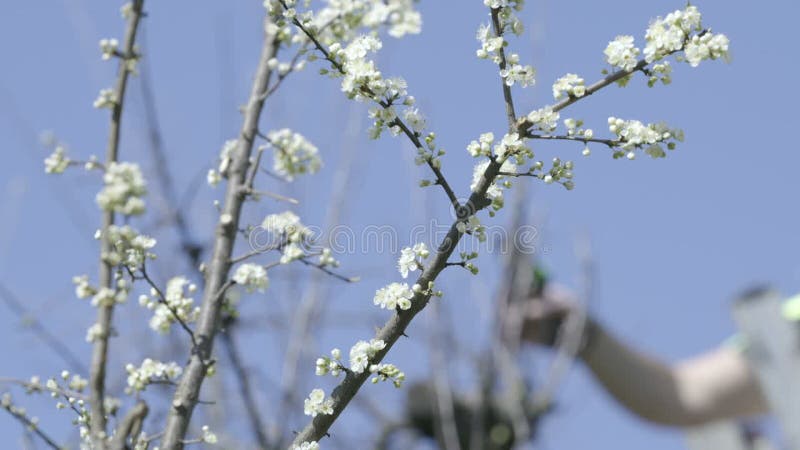 LD Tree Branches Blooming and Woman Pruning the Tree in the Background ...