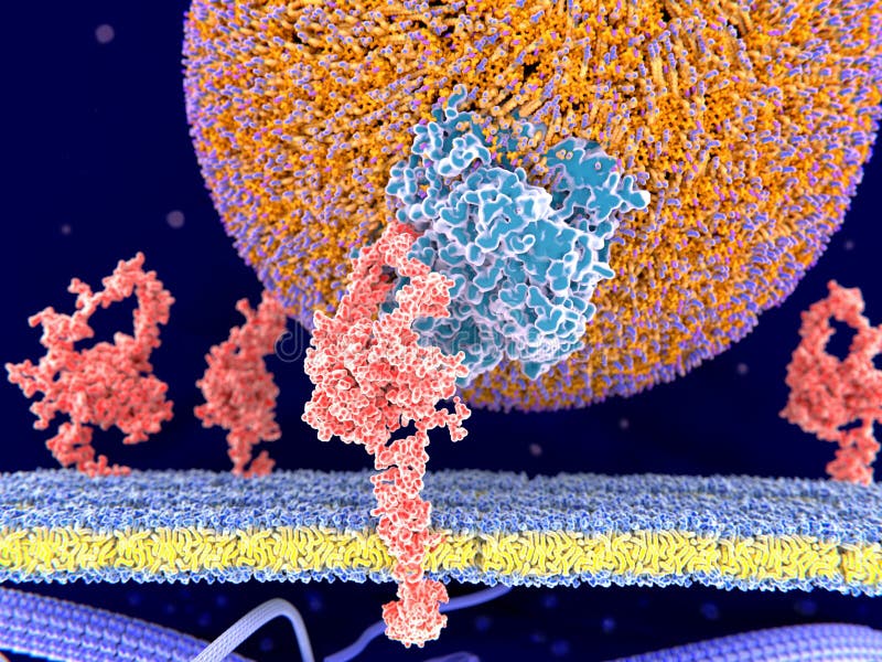 LDL Particle Binding To the LDL-receptor Stock Illustration ...