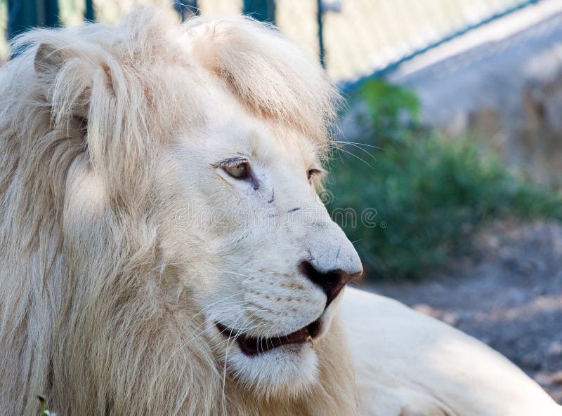 Leão branco imagem de stock. Imagem de predador, selvagem - 15839071
