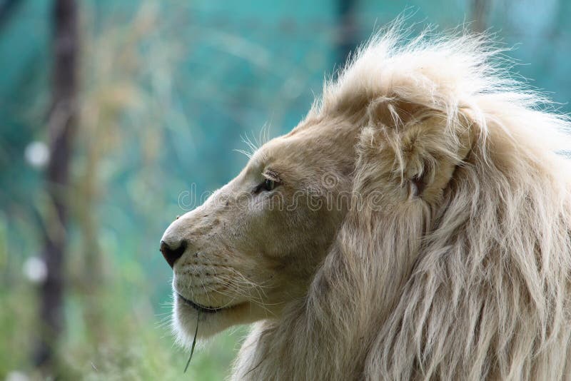 Leão branco imagem de stock. Imagem de arbusto, selva - 1654493