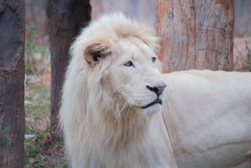 Leão branco foto de stock. Imagem de branco, africano - 25949744