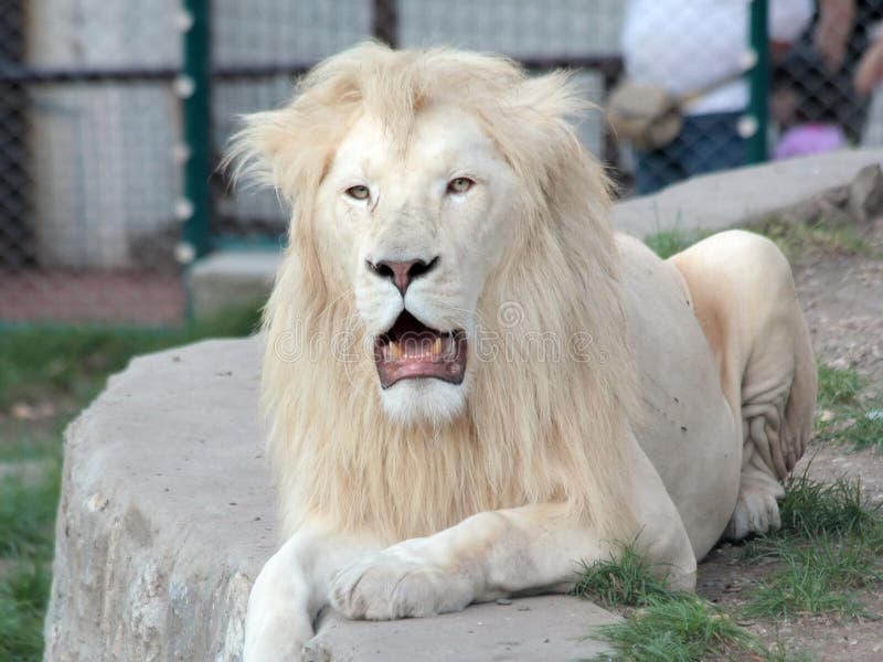 Leão branco lindo foto de stock. Imagem de lindo, branco - 16941508