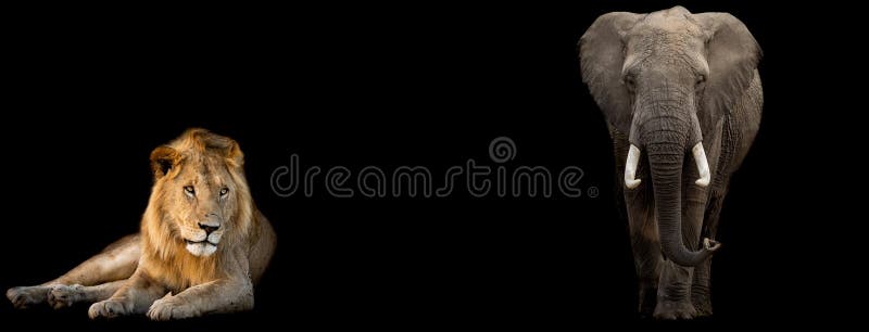 Leão com elefante foto de stock. Imagem de curso, africano - 166352546