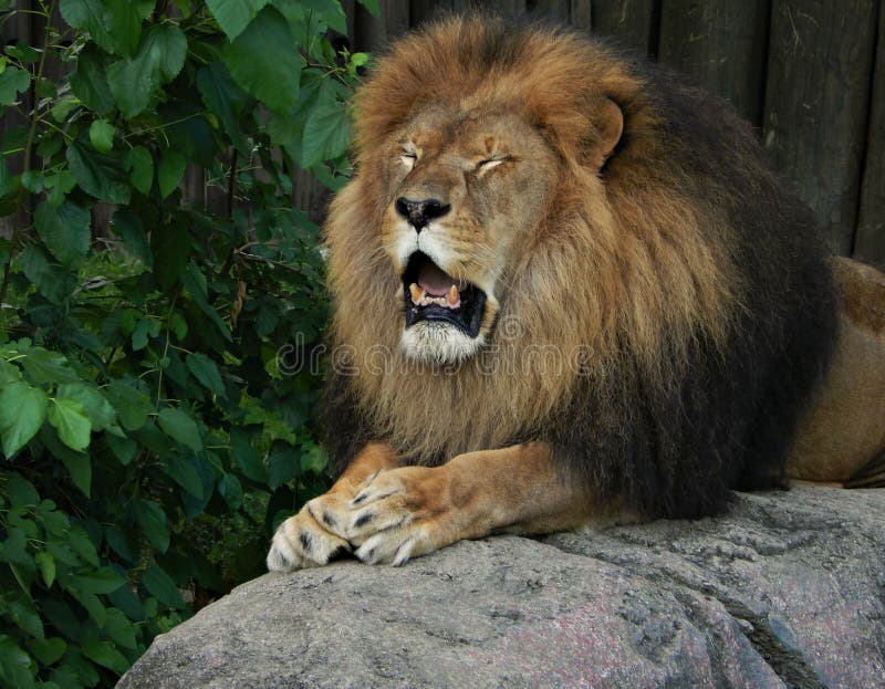 Garras de leão foto de stock. Imagem de garra, pata, animais - 1628266