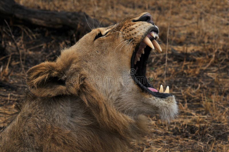 Leão irritado foto de stock. Imagem de reserva, rugido - 5670878
