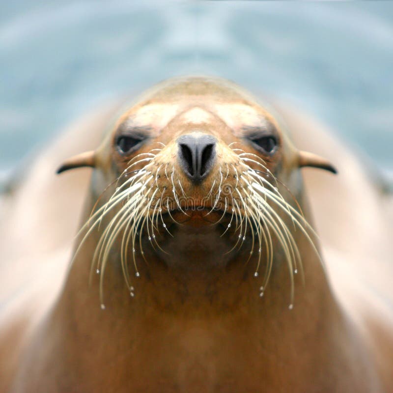 Leão-marinho foto de stock. Imagem de vida, foto, animal - 256990