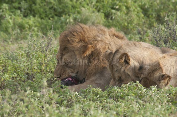 León 11 la comida imagen de archivo. Imagen de alimento - 24090787