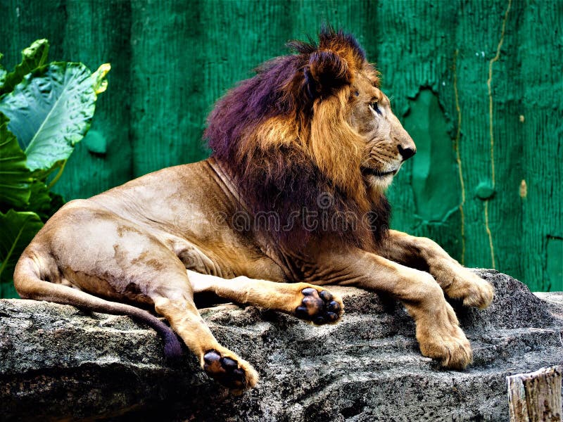 León foto de archivo. Imagen de amarillo, colores, hermoso - 98608246