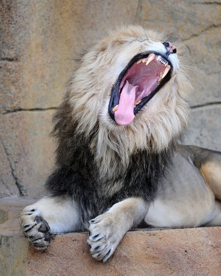 África: León Africano Que Ruge Imagen de archivo - Imagen de felino ...