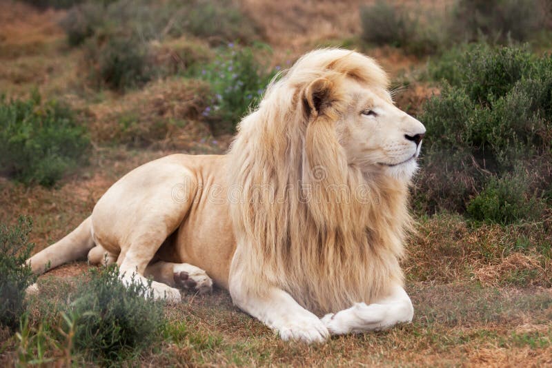 León blanco imagen de archivo. Imagen de gatito, peligroso - 19086431